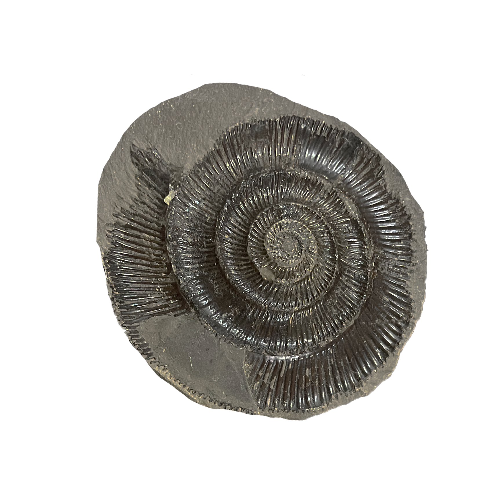Ammonite Fossils - Stunning Prehistoric Marine Treasures – Art By God
