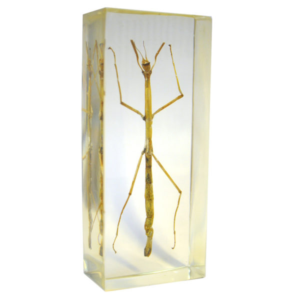 Unique Insect Paperweights - Preserved Specimens for Collectors and ...