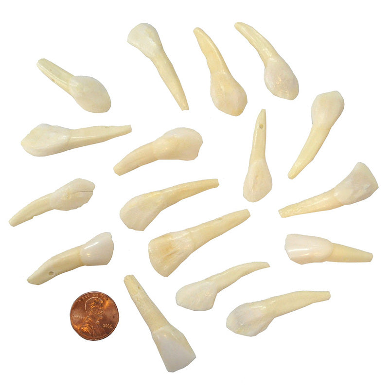 Teeth & Tusk Collection — Natural Bones, Fossils & Jewelry Supplies ...