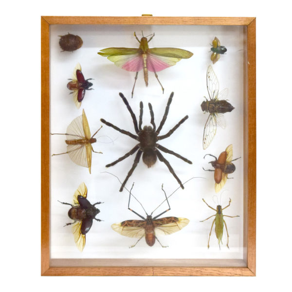 Bugs & Insects in Frame Collection | Art By God